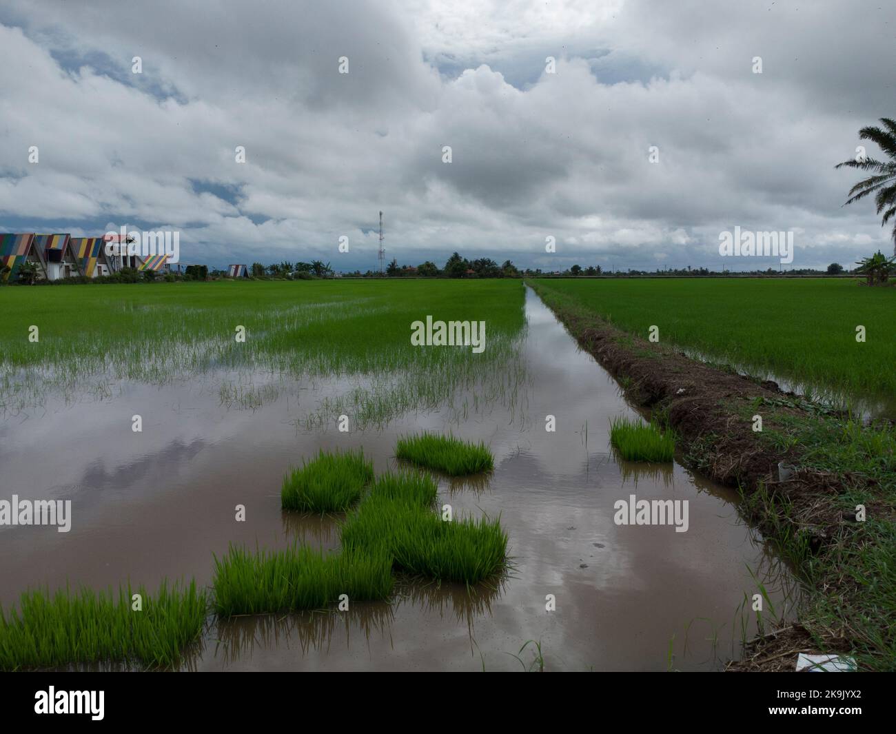 aerial view of the paddy field farm after the rain Stock Photo - Alamy