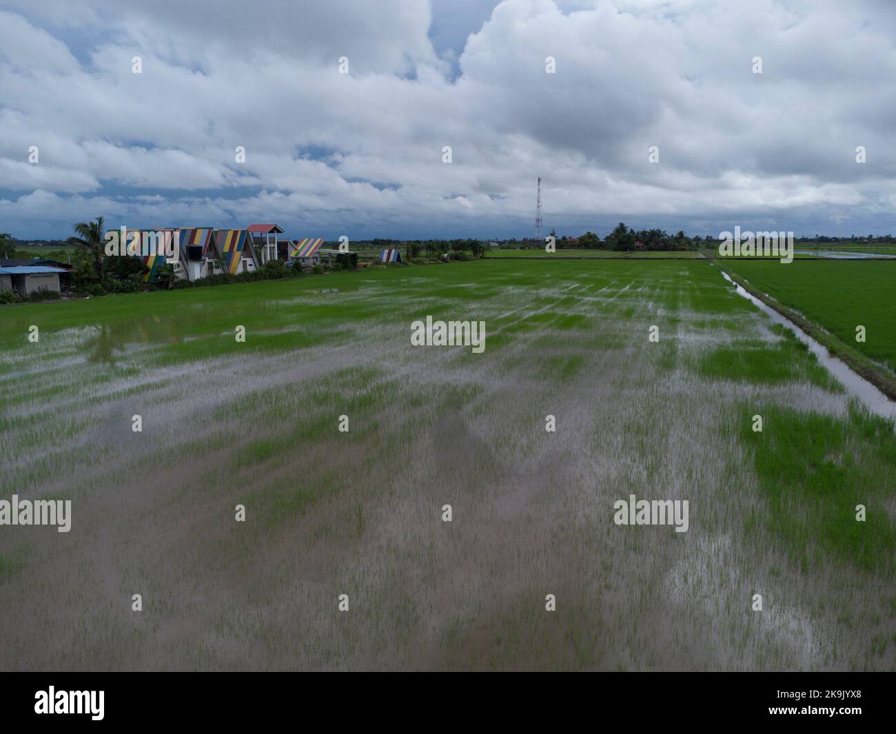 aerial view of the paddy field farm after the rain Stock Photo - Alamy