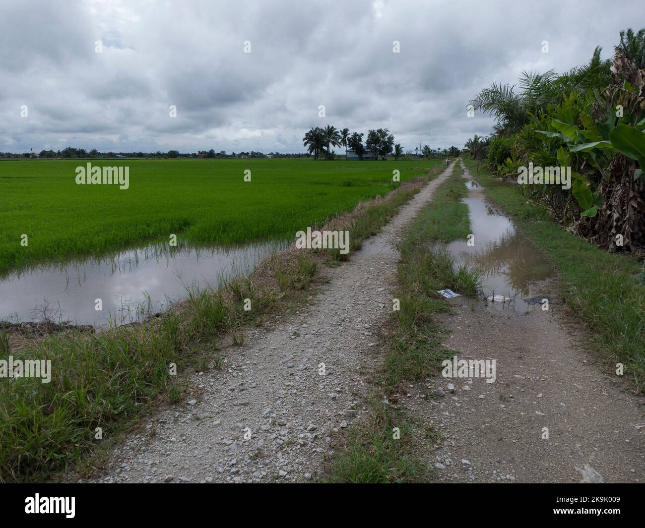 aerial view of the paddy field farm after the rain Stock Photo - Alamy