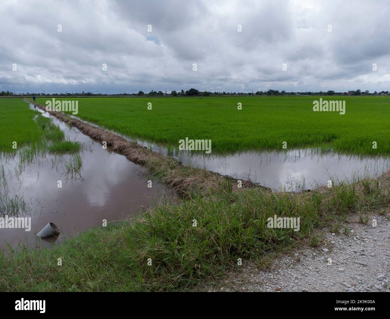 aerial view of the paddy field farm after the rain Stock Photo - Alamy