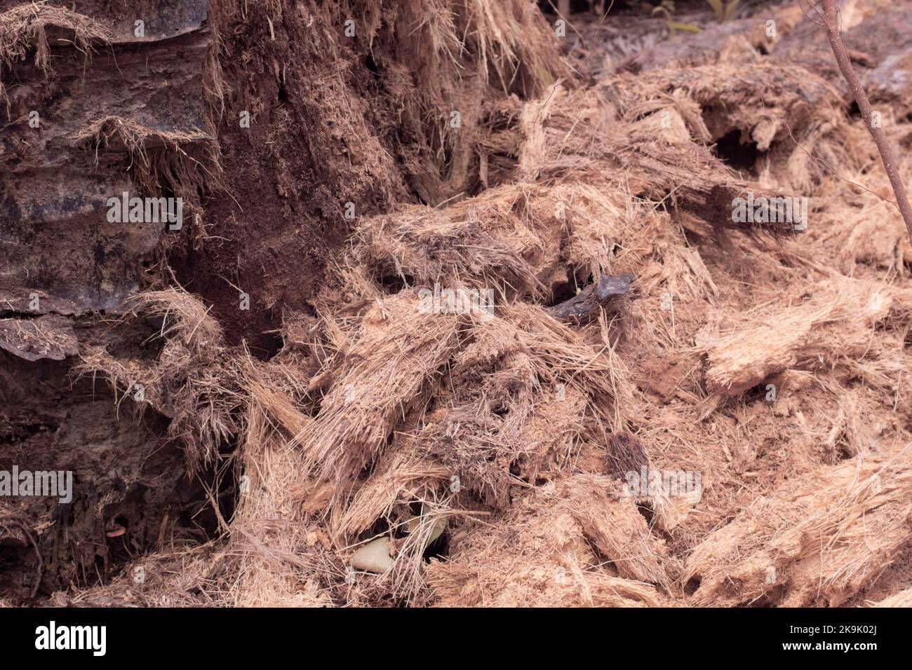 infrared image of the decompose tree trunk at the plantation Stock ...