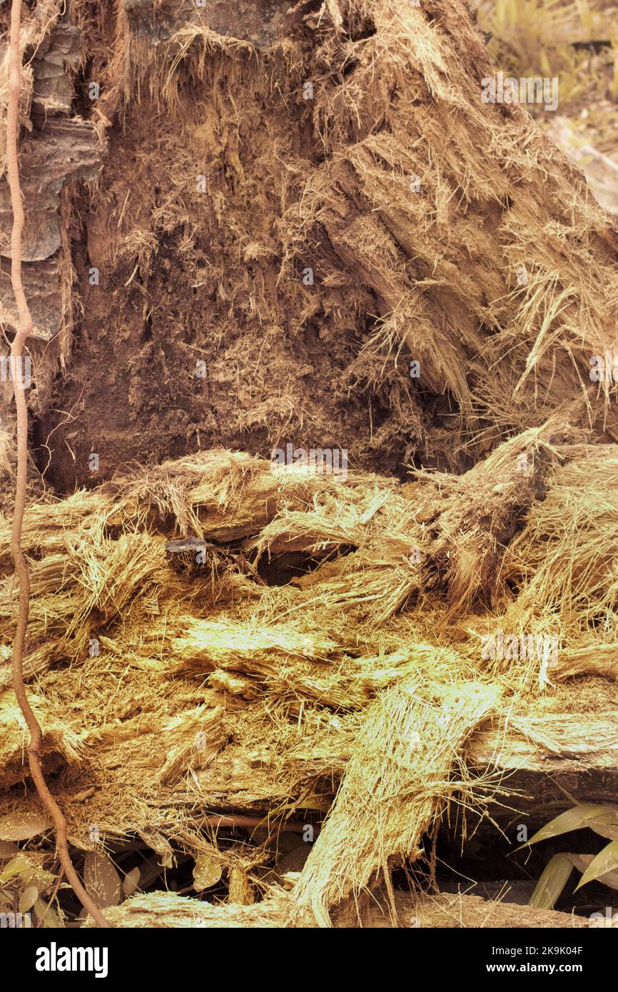 infrared image of the decompose tree trunk at the plantation Stock ...