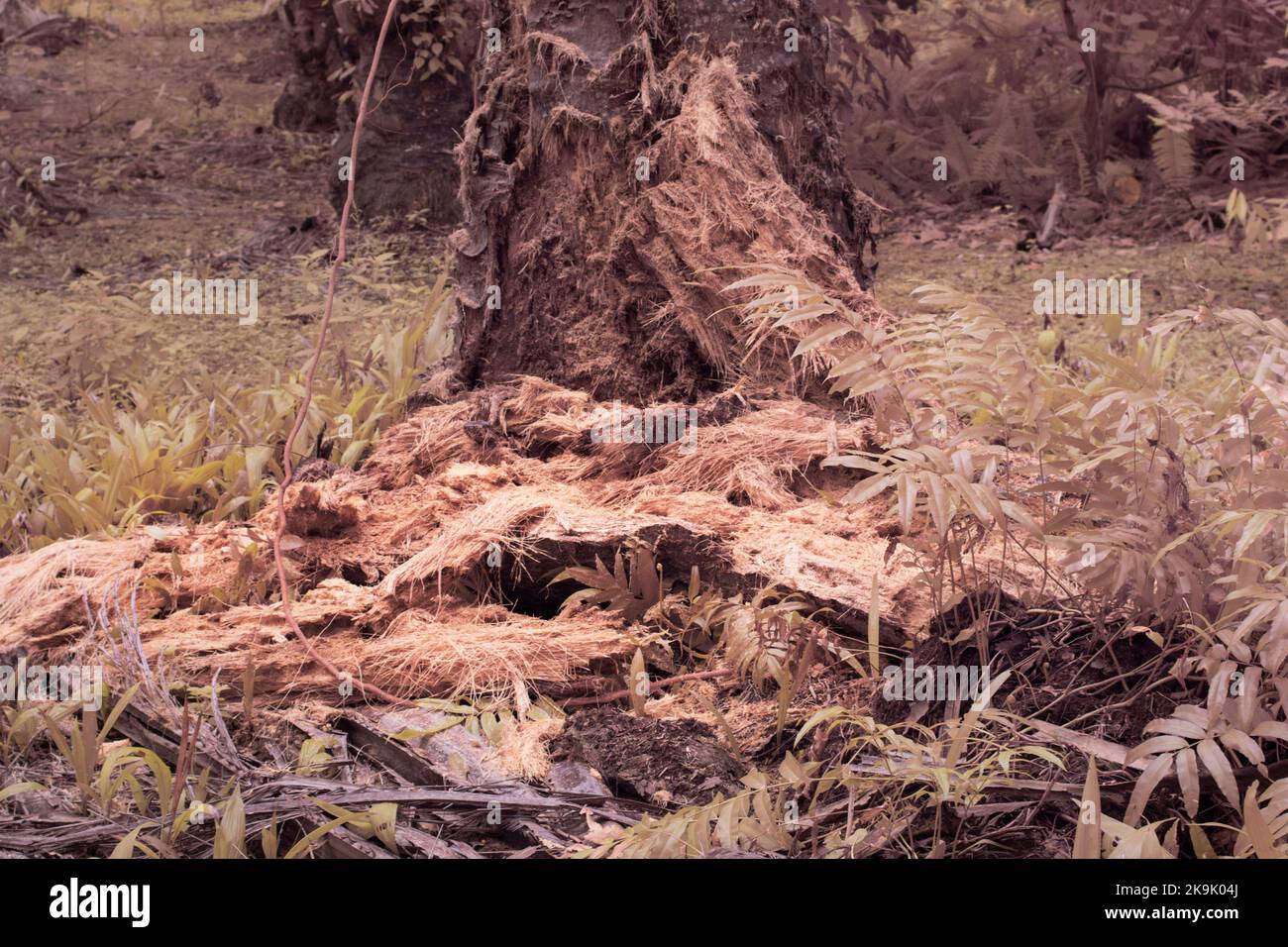 infrared image of the decompose tree trunk at the plantation Stock ...