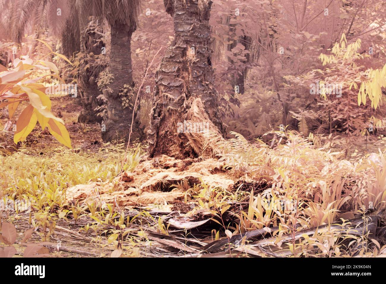 infrared image of the decompose tree trunk at the plantation Stock ...