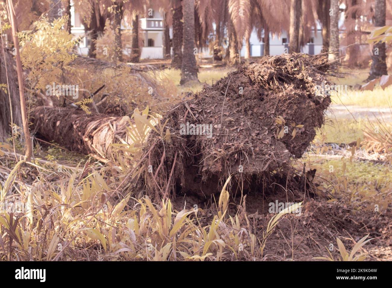 infrared image of the decompose tree trunk at the plantation Stock ...