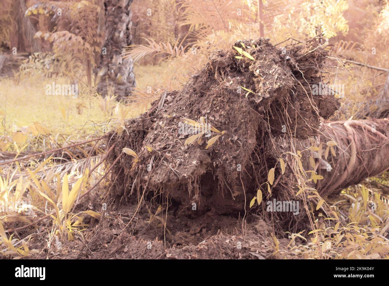 infrared image of the decompose tree trunk at the plantation Stock ...