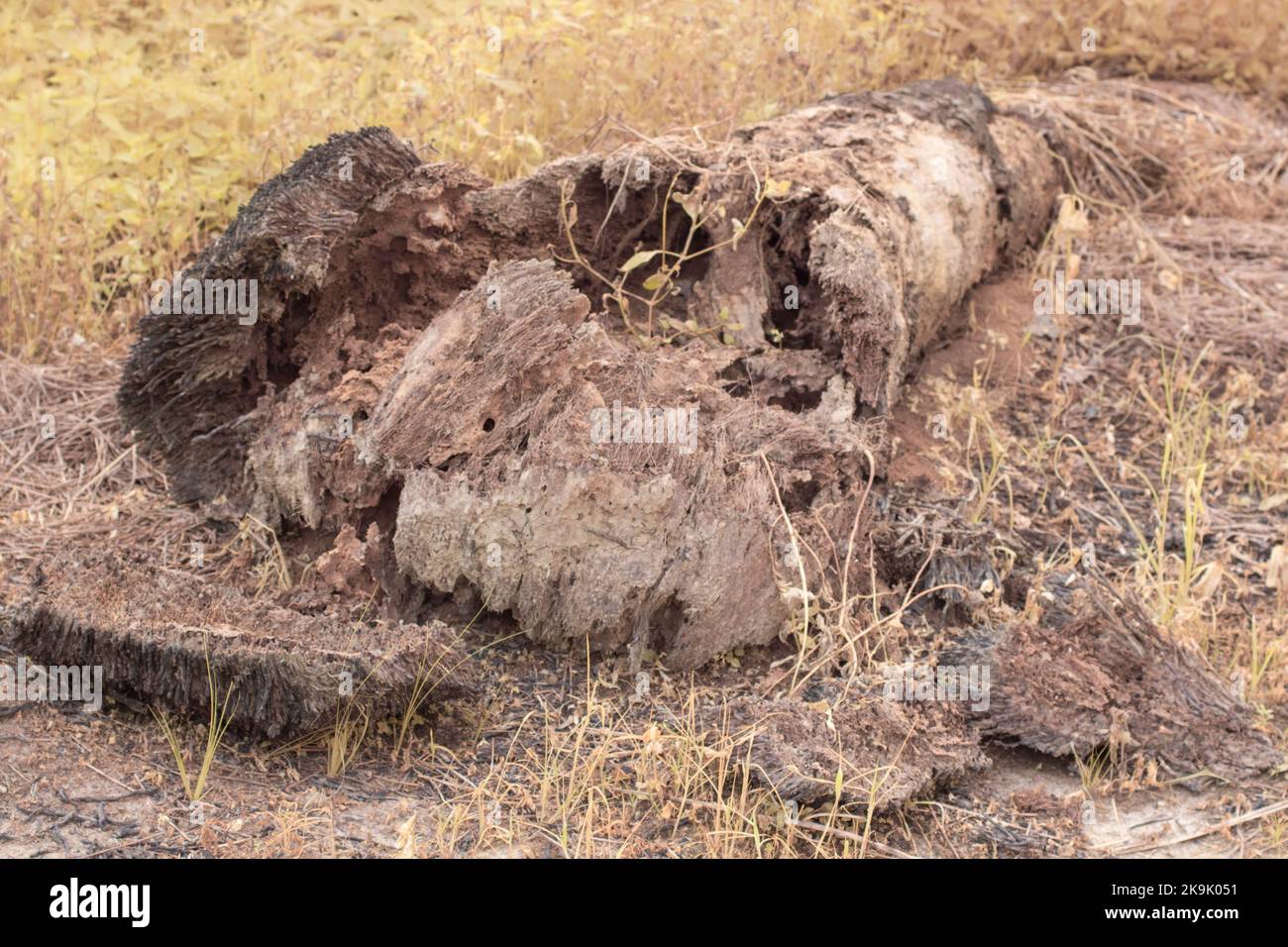 infrared image of the decompose tree trunk at the plantation Stock ...