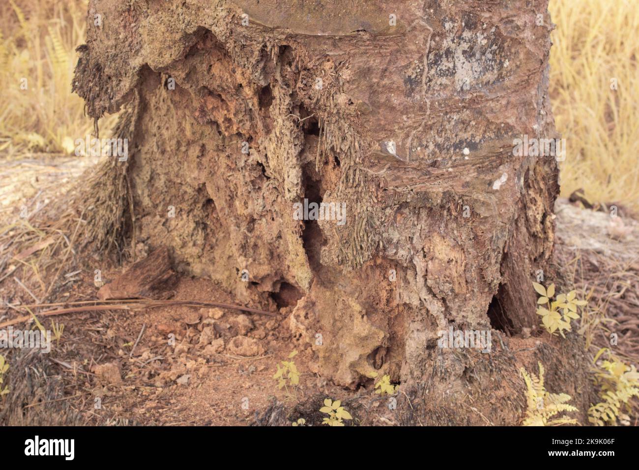 infrared image of the decompose tree trunk at the plantation Stock ...