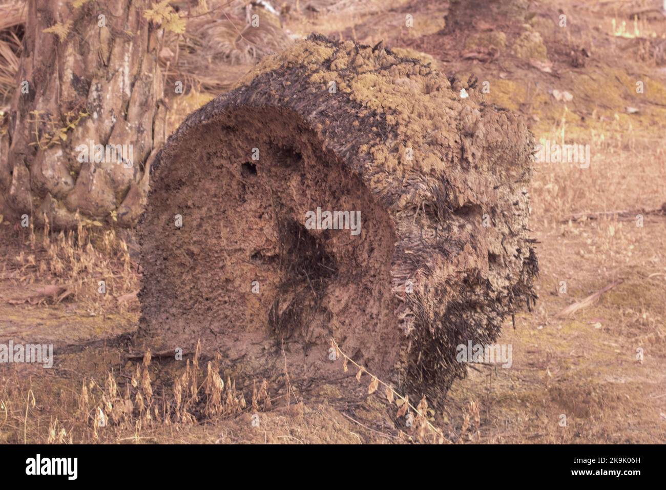 infrared image of the decompose tree trunk at the plantation Stock ...