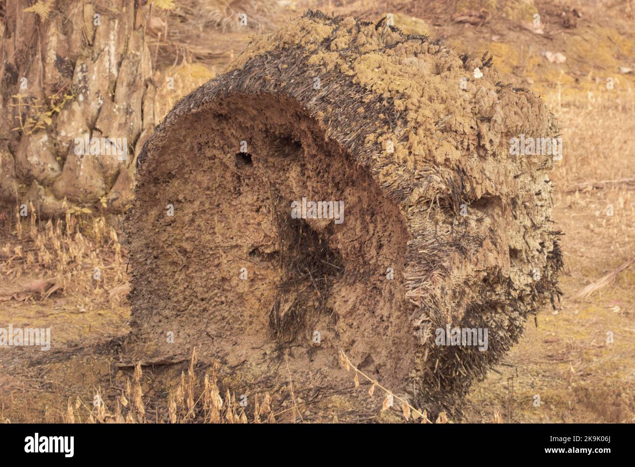 infrared image of the decompose tree trunk at the plantation Stock ...