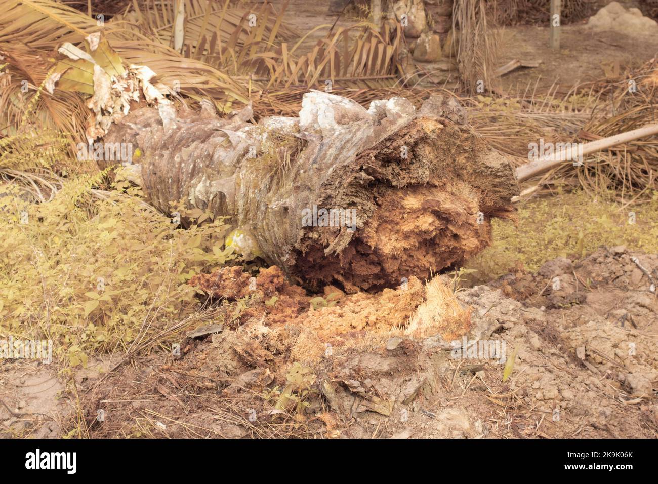 infrared image of the decompose tree trunk at the plantation Stock ...
