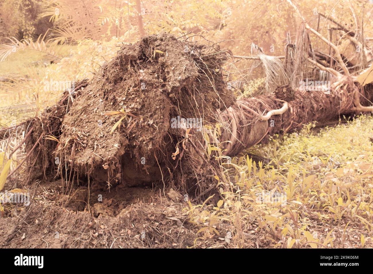 infrared image of the decompose tree trunk at the plantation Stock ...