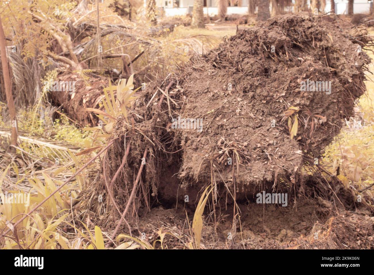 infrared image of the decompose tree trunk at the plantation Stock ...