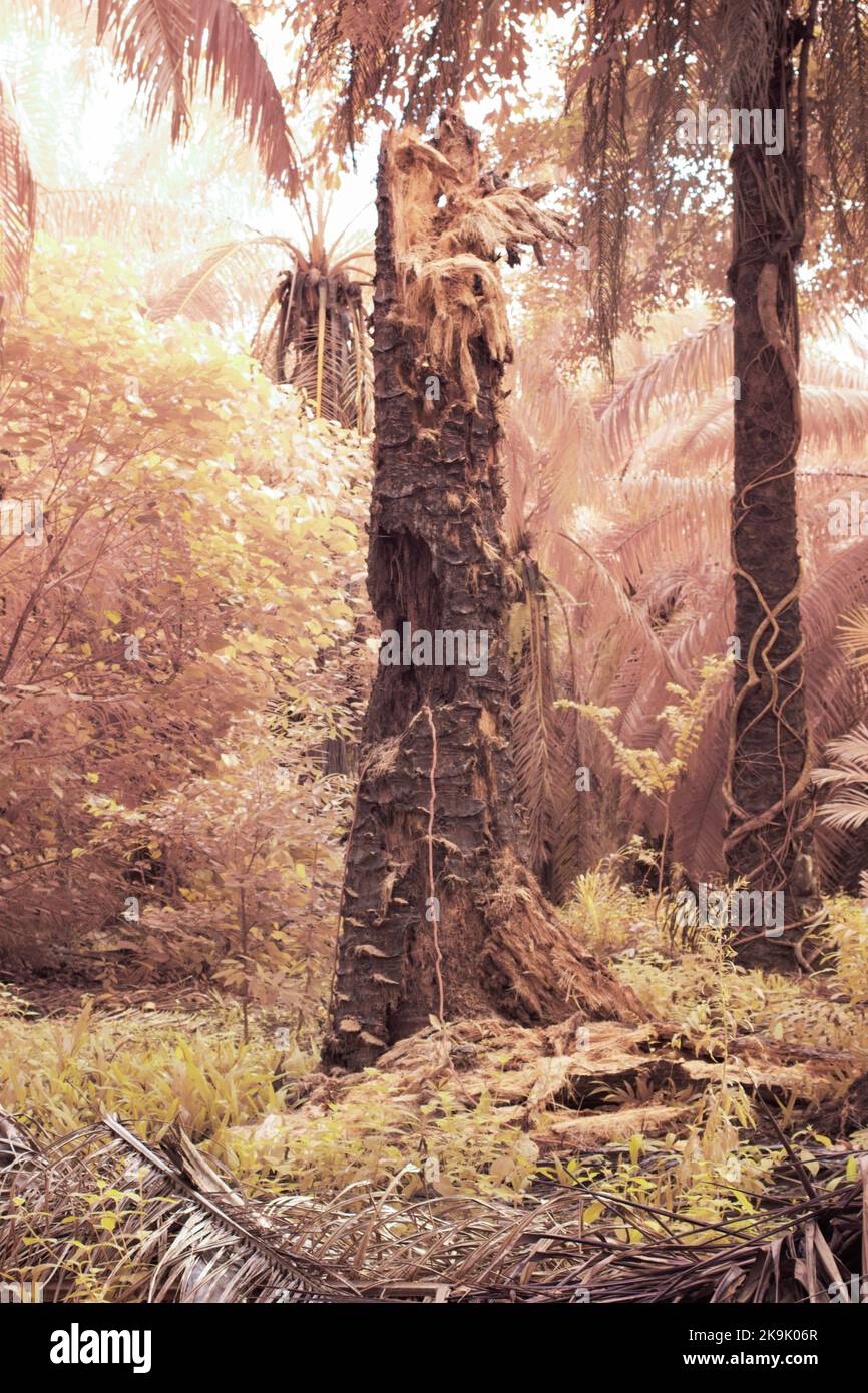 Moundhill hi-res stock photography and images - Alamy