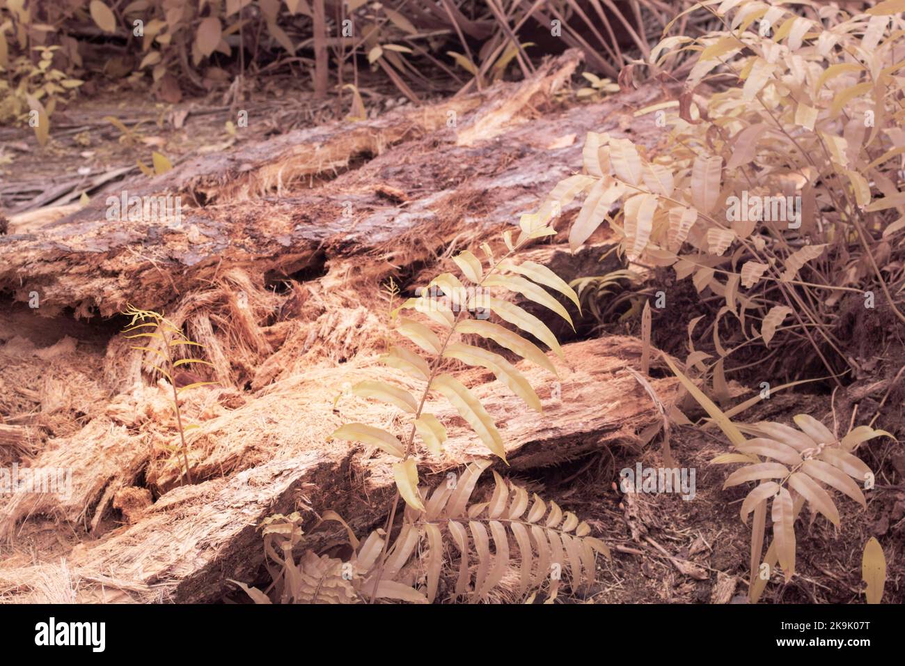 infrared image of the decompose tree trunk at the plantation Stock ...
