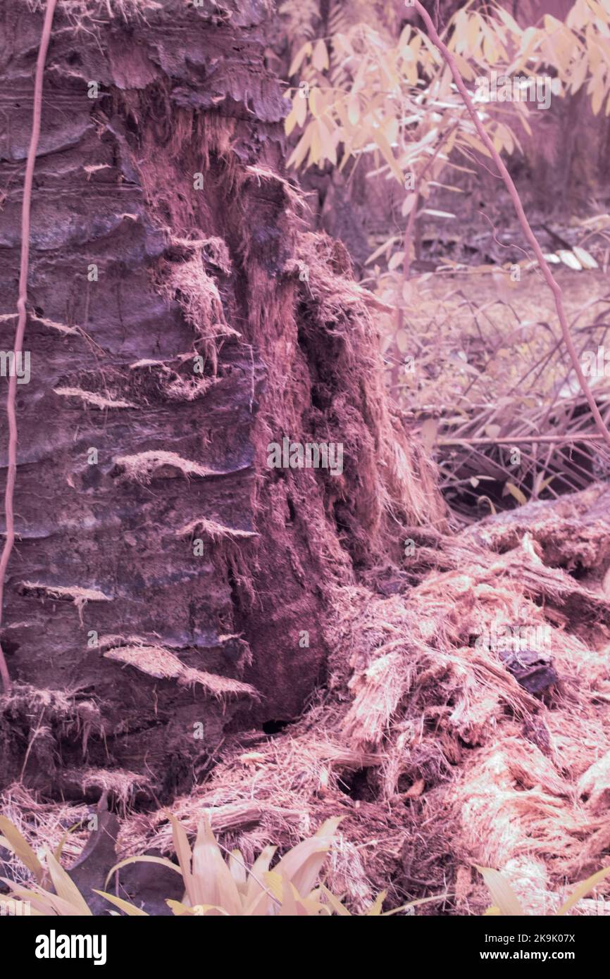 infrared image of the decompose tree trunk at the plantation Stock ...