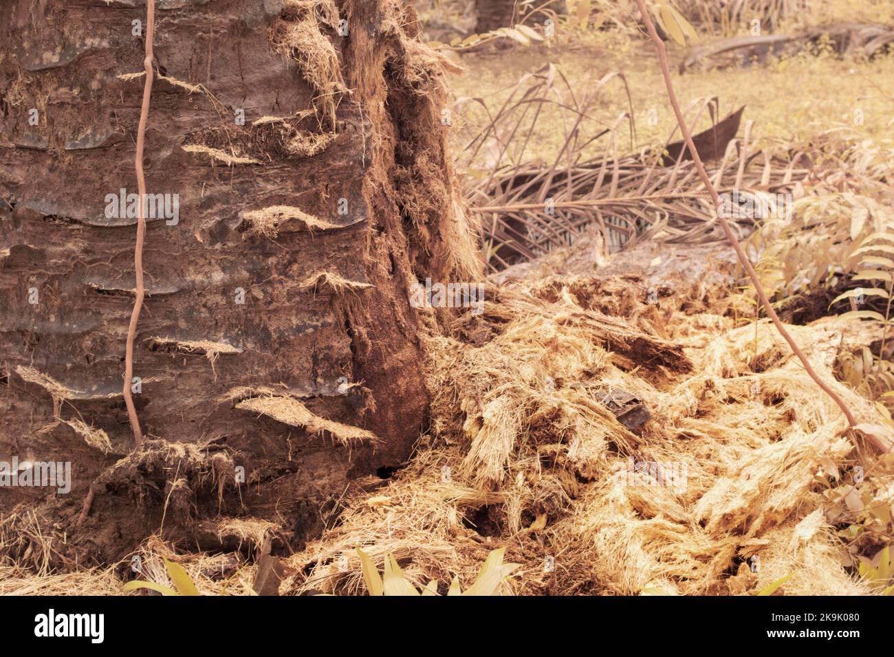 infrared image of the decompose tree trunk at the plantation Stock ...