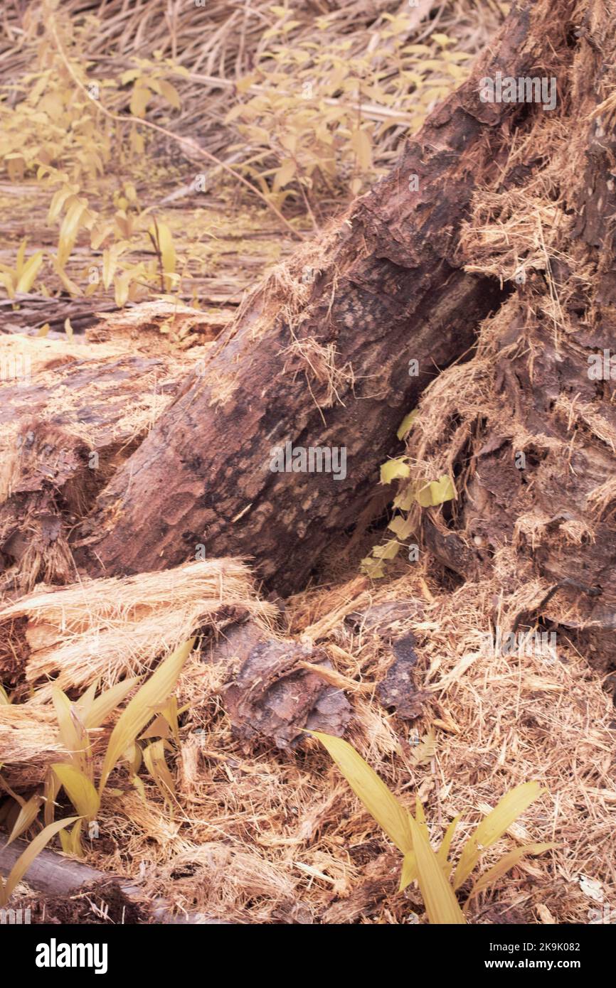 infrared image of the decompose tree trunk at the plantation Stock ...