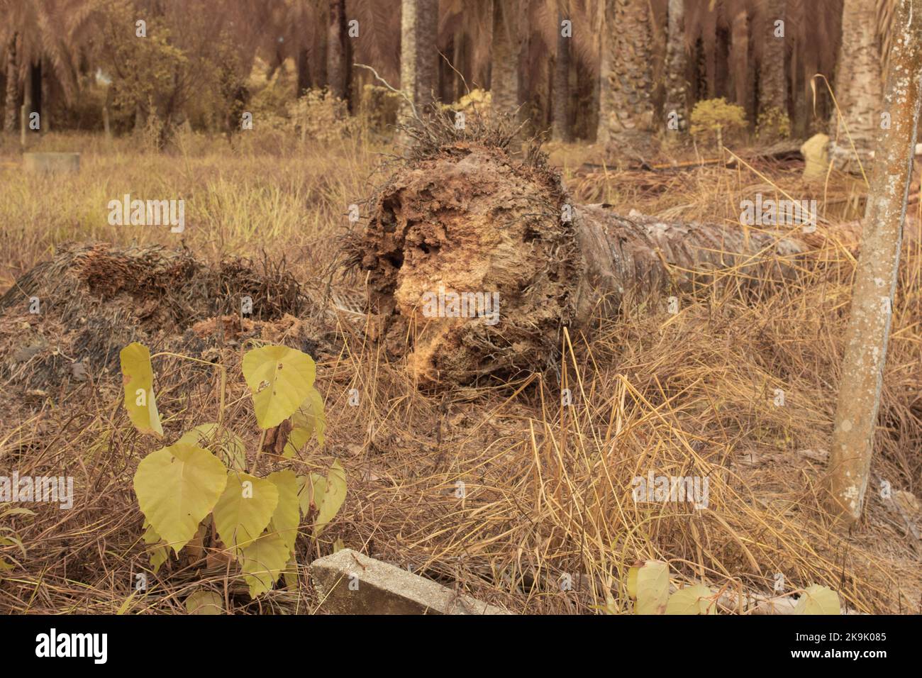 infrared image of the decompose tree trunk at the plantation Stock ...