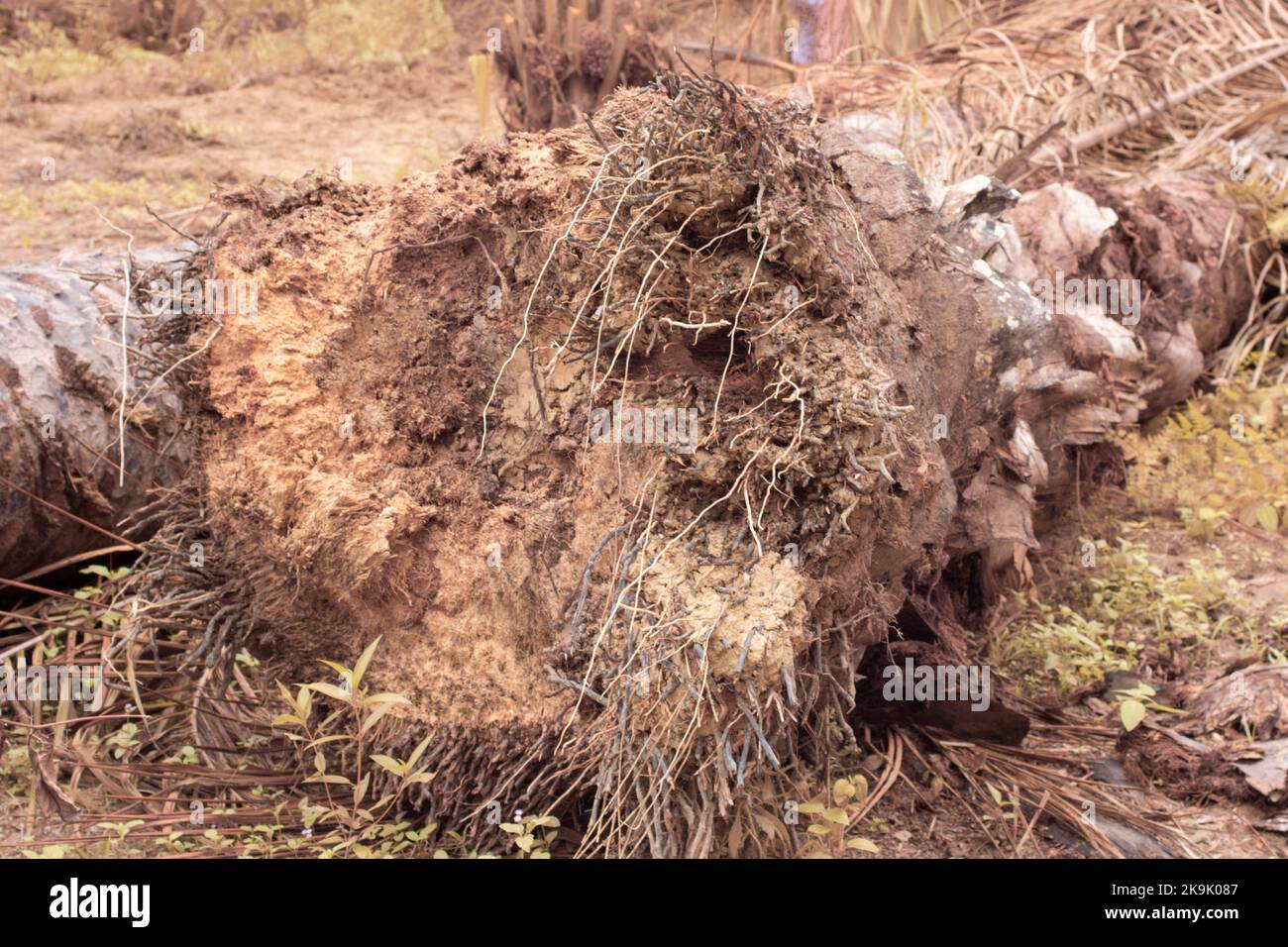 Moundhill hi-res stock photography and images - Alamy