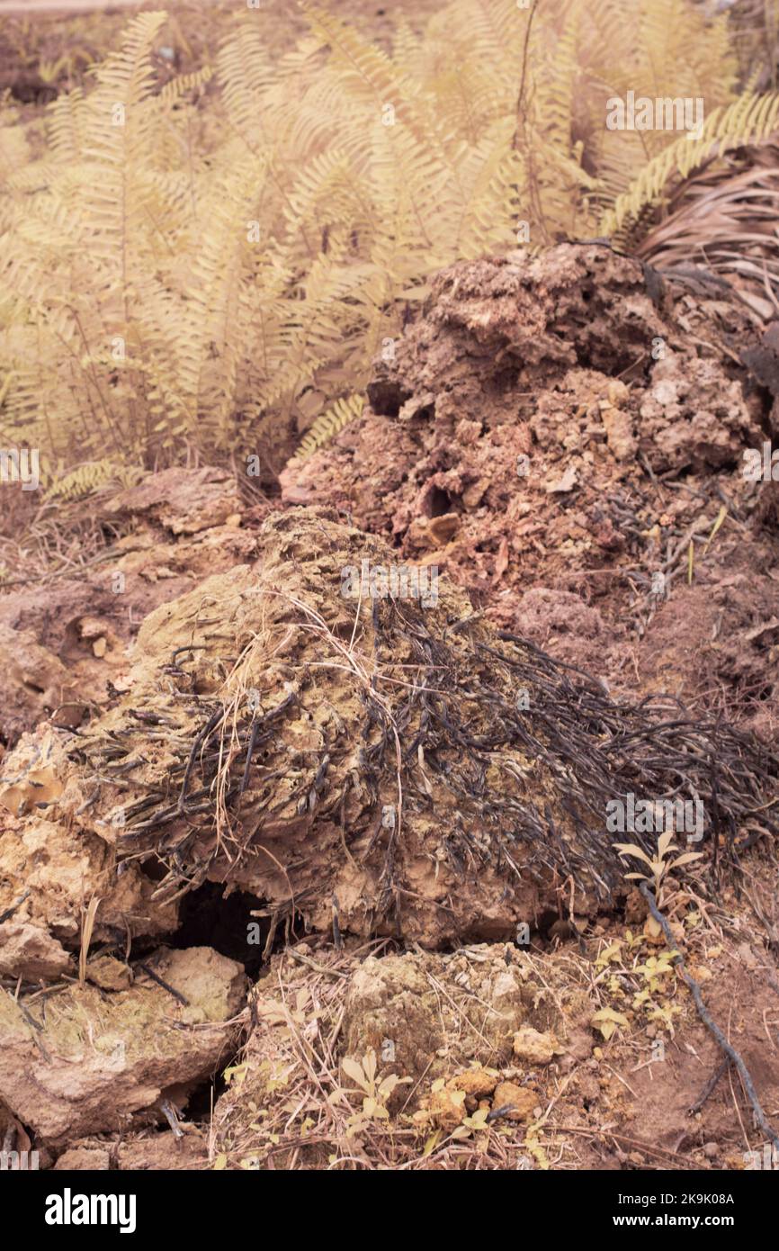 infrared image of the decompose tree trunk at the plantation Stock ...