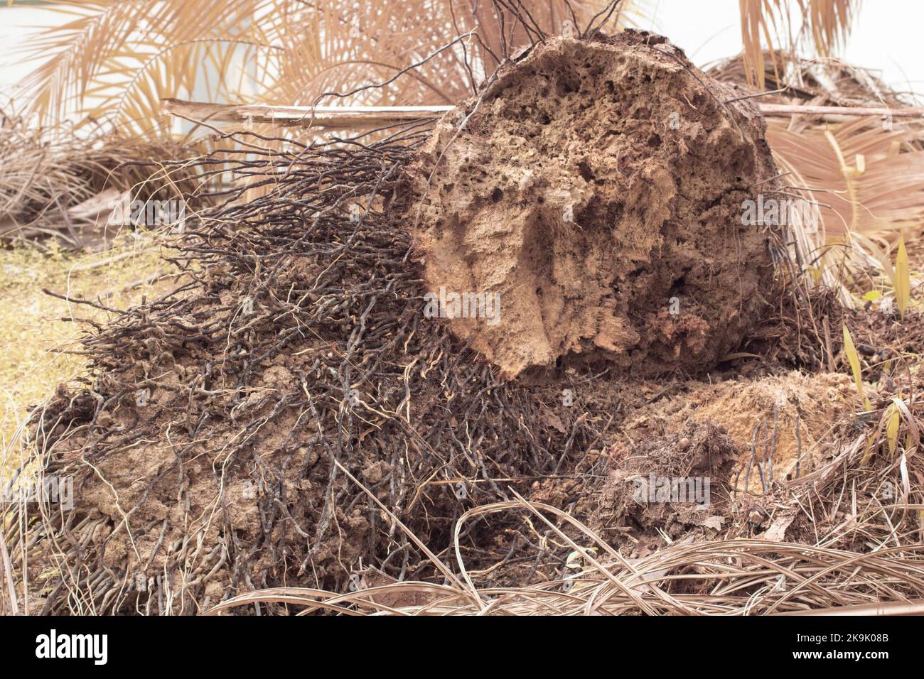 infrared image of the decompose tree trunk at the plantation Stock ...