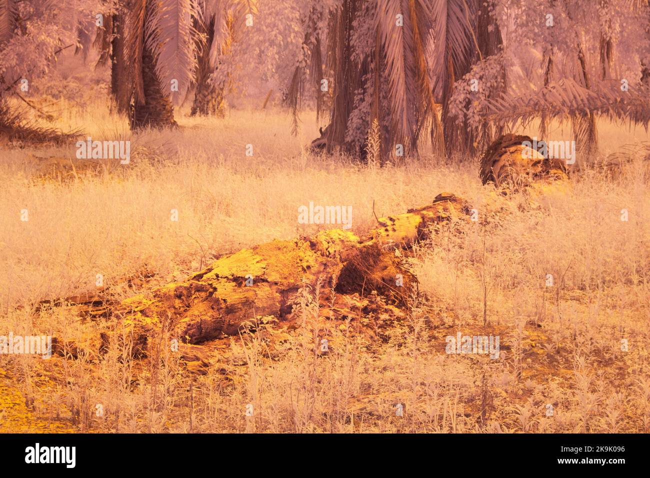 Root dead palm tree hi-res stock photography and images - Alamy