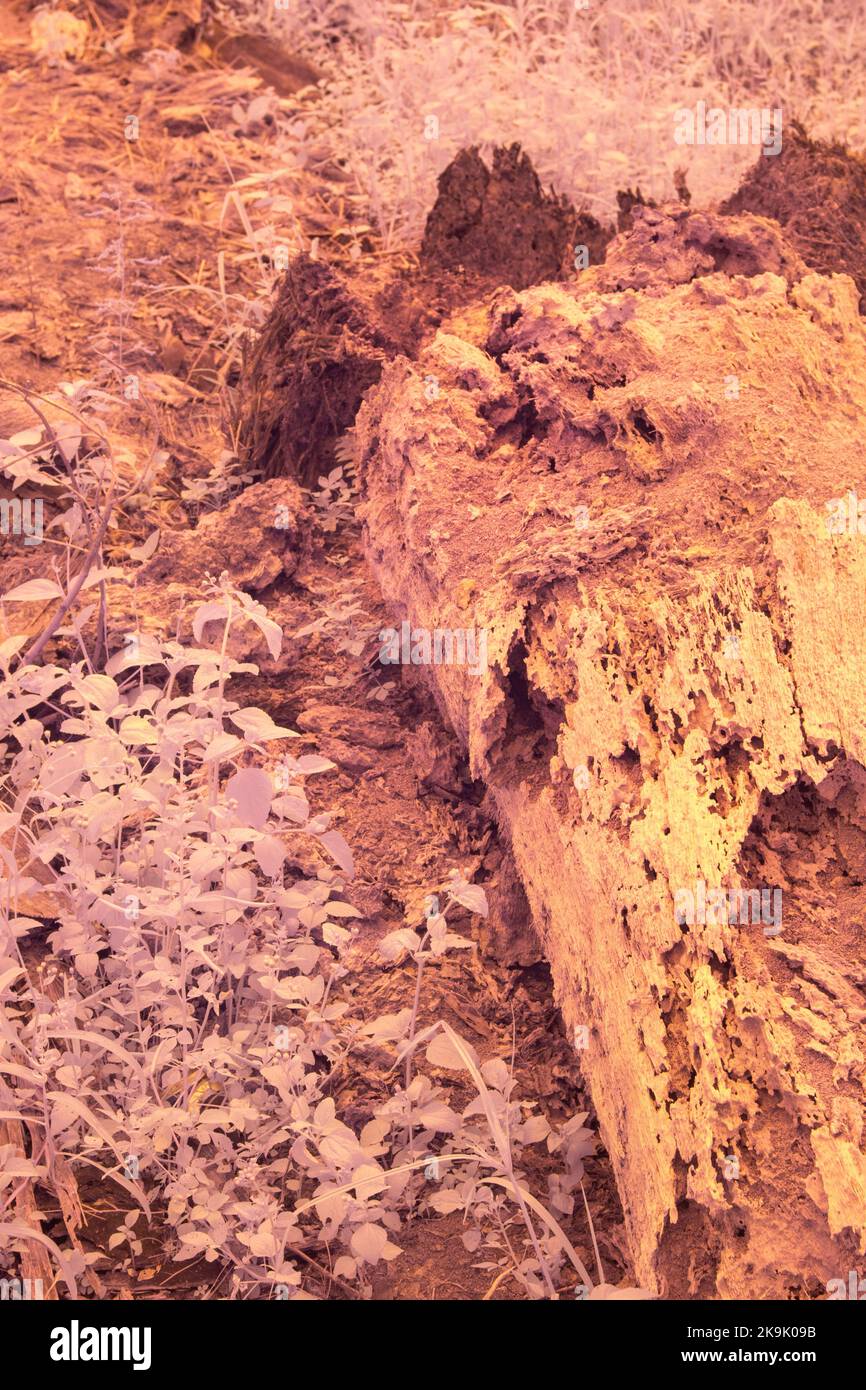infrared image of the decompose tree trunk at the plantation Stock ...