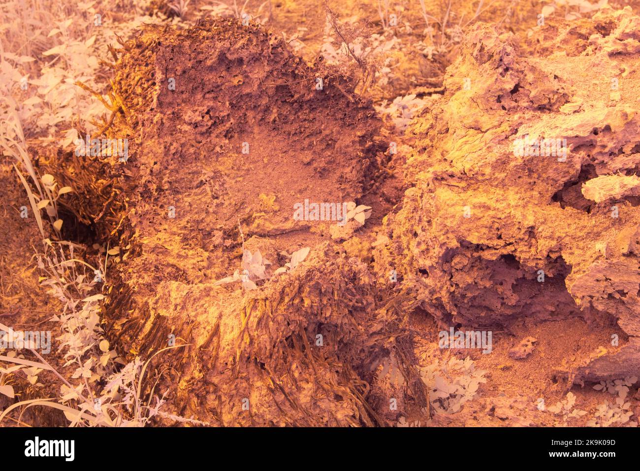 infrared image of the decompose tree trunk at the plantation Stock ...