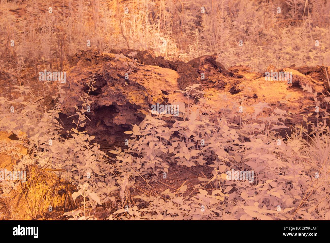 infrared image of the decompose tree trunk at the plantation Stock ...