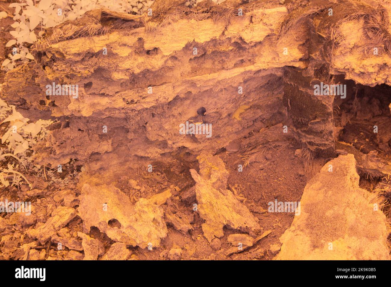 infrared image of the decompose tree trunk at the plantation Stock ...