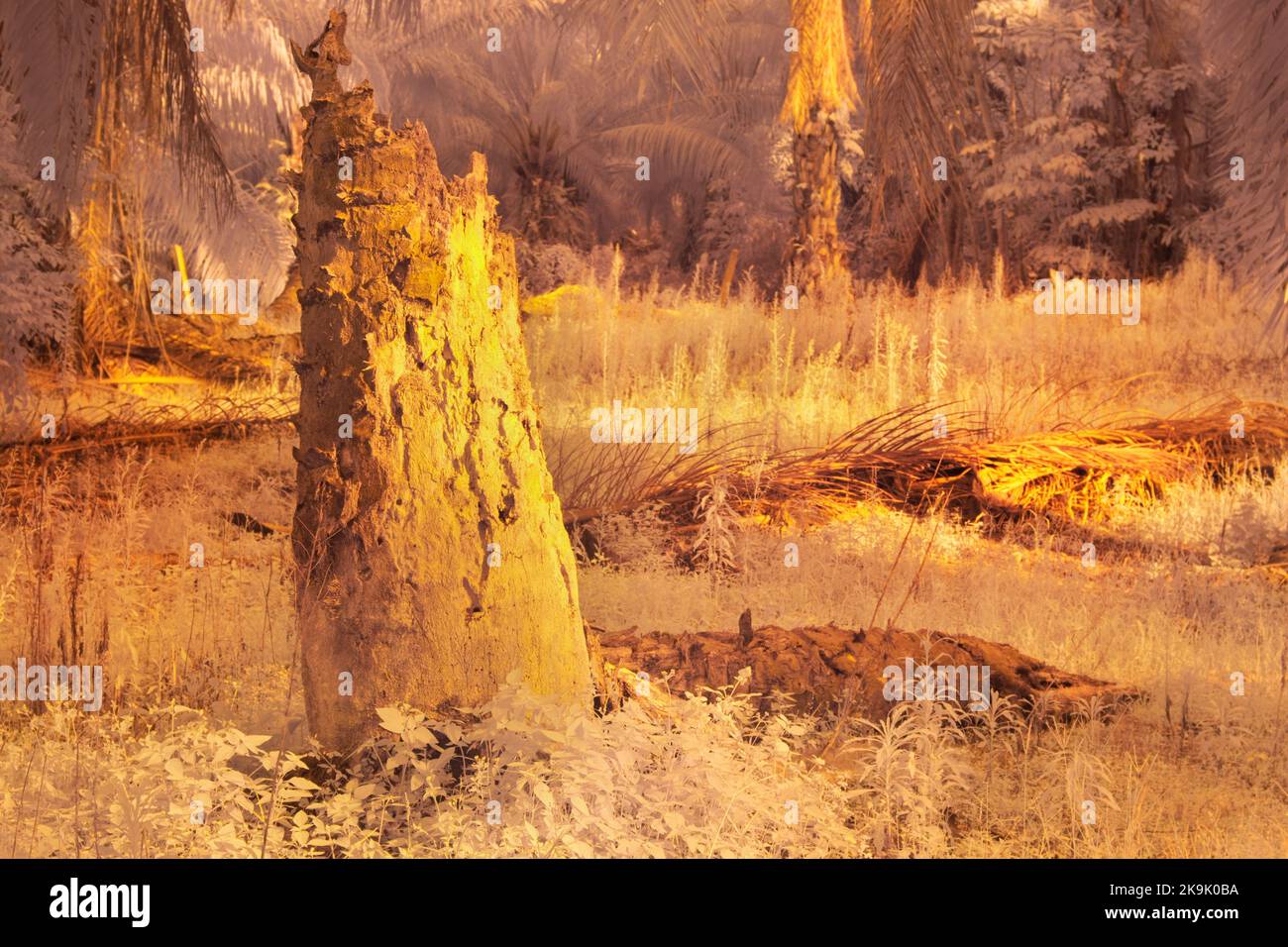 infrared image of the decompose tree trunk at the plantation Stock ...