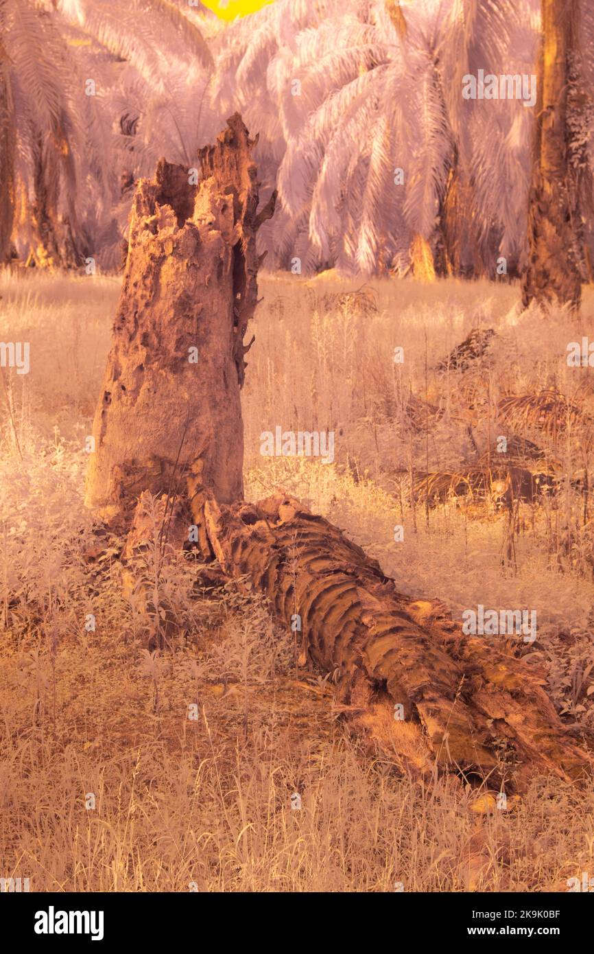 infrared image of the decompose tree trunk at the plantation Stock ...
