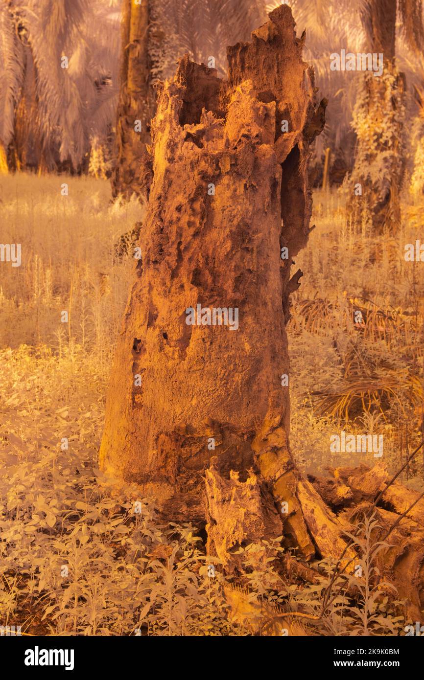 Palm tree plantation root hi-res stock photography and images - Alamy