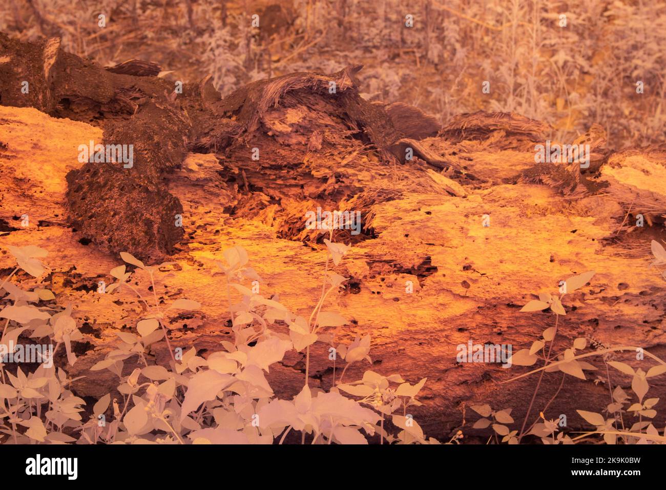 infrared image of the decompose tree trunk at the plantation Stock ...