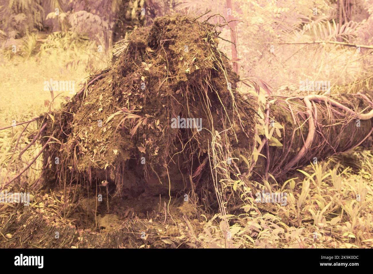 infrared image of the decompose tree trunk at the plantation Stock ...