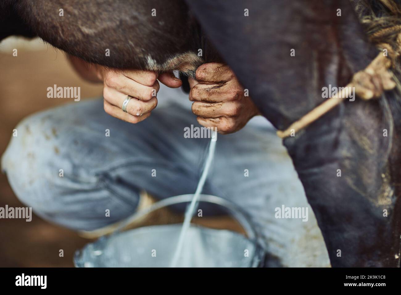 He knows the technique of how to milk a cow. an unrecognizable male ...