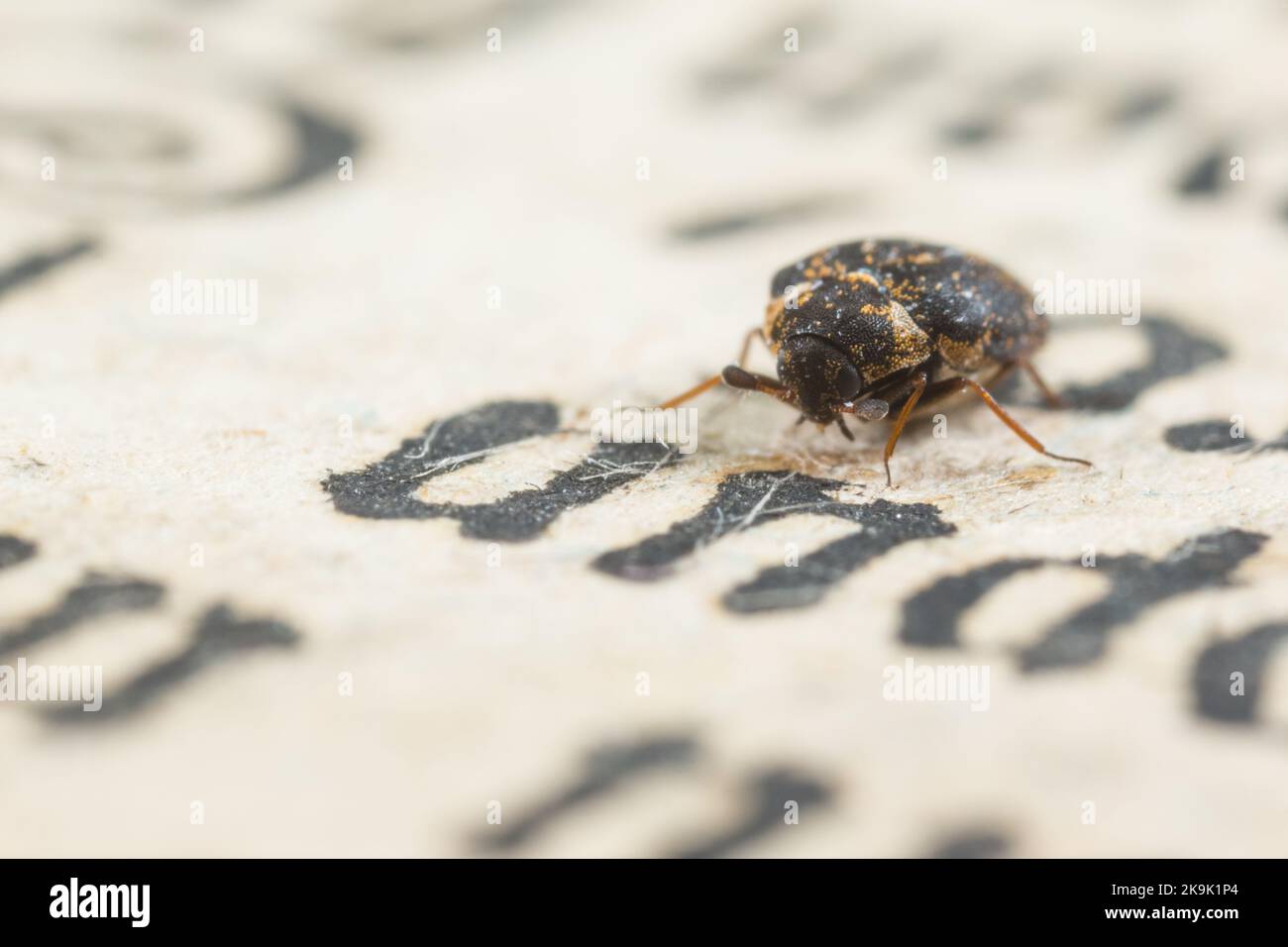 Museum beetle (Anthrenus museorum) on an old book Stock Photo - Alamy