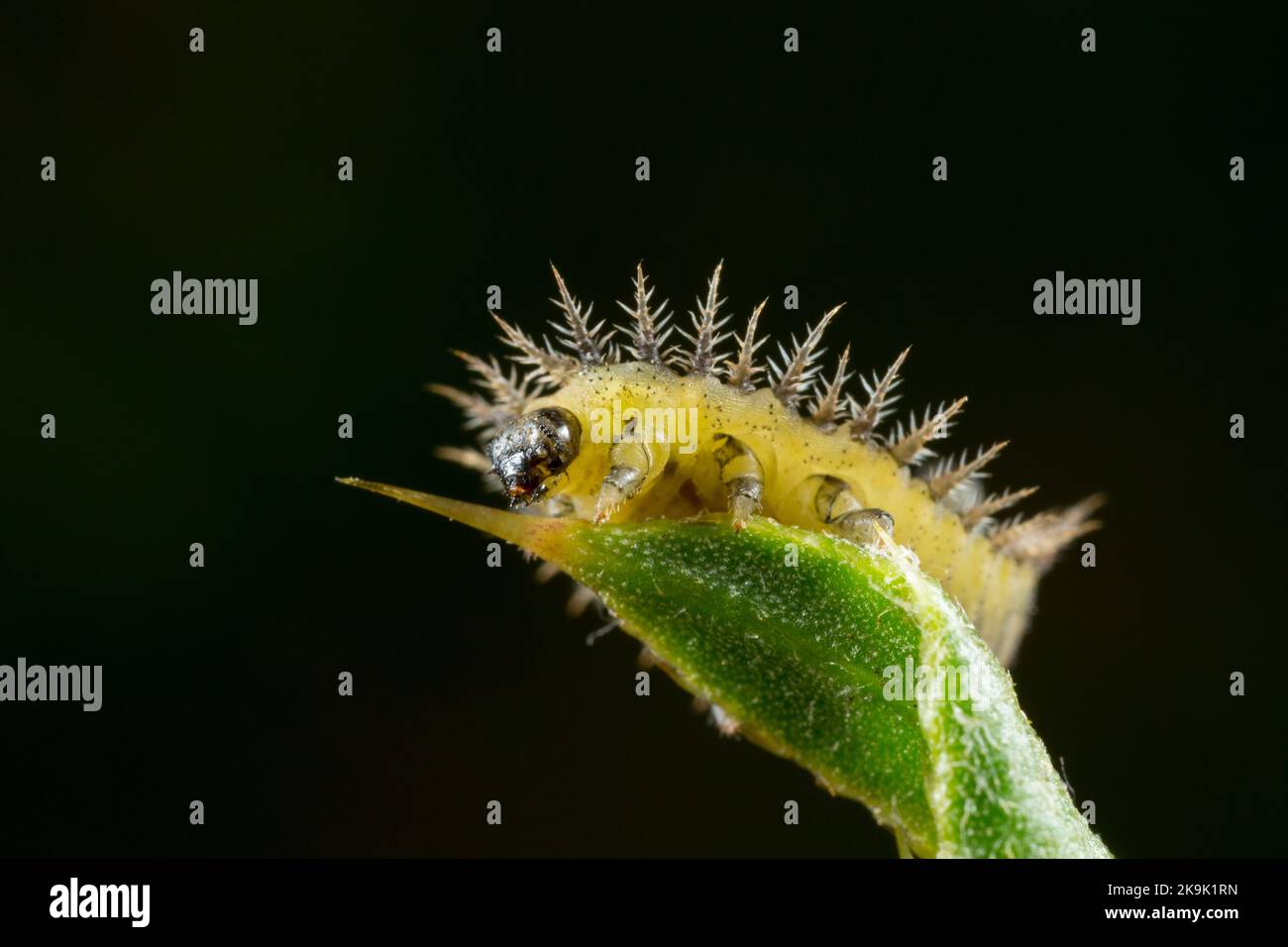 Larvae of tortoise beetle hi-res stock photography and images - Alamy
