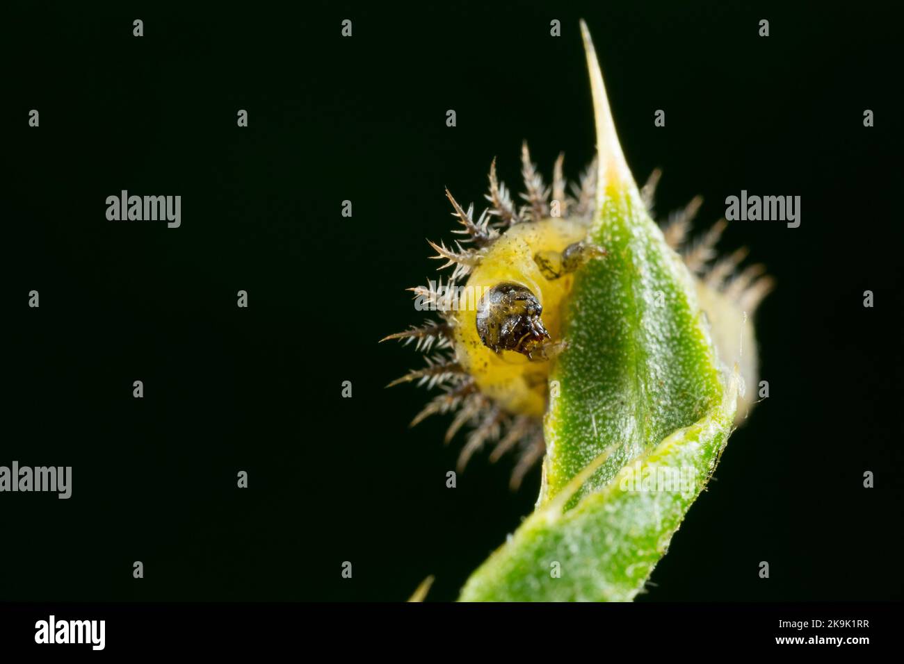 Tortoise beetle larva (Cassida Stock Photo - Alamy