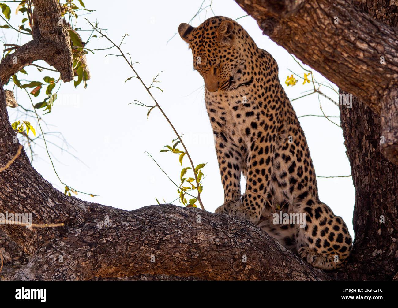 Leopard stretching and yawning after a sleep in a tree during the heat ...