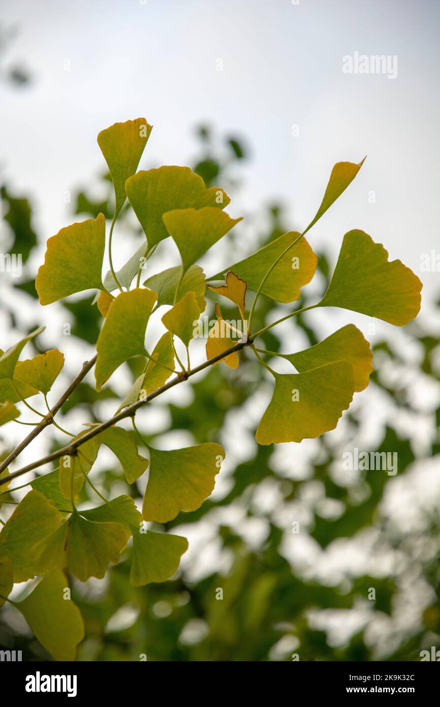Autumn leaves of Ginkgo biloba, commonly known as ginkgo, gingko or ...