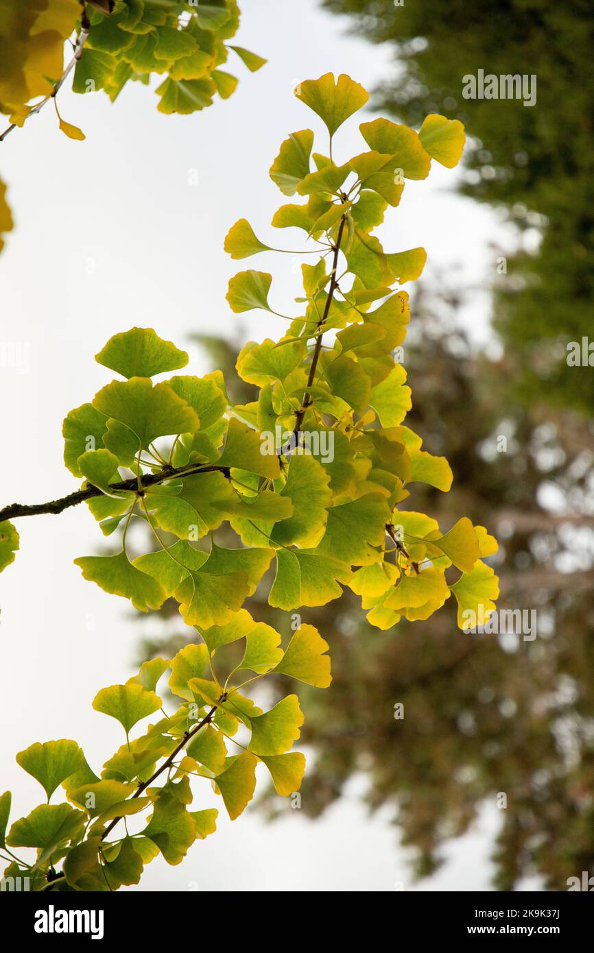 Autumn leaves of Ginkgo biloba, commonly known as ginkgo, gingko or ...