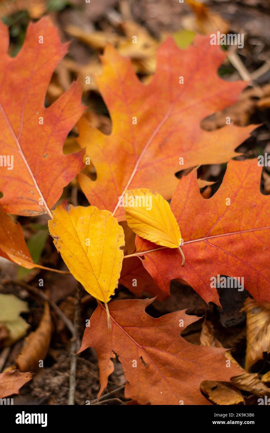 Red leaves of Northern red oak (Quercus rubra) in the autumn. Red oak ...
