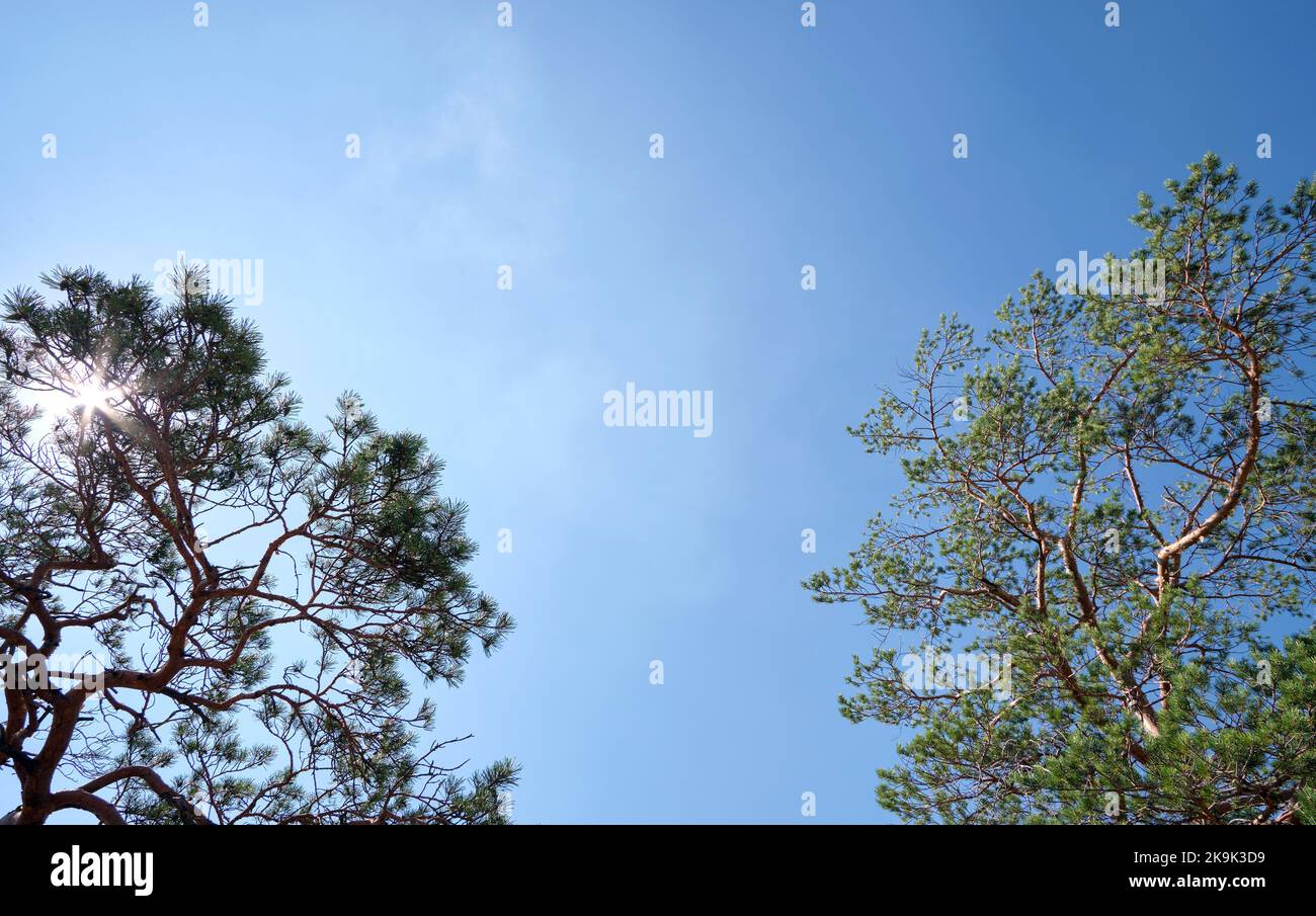 Crown of large old evergreen spruce tree against blue sky Stock Photo ...