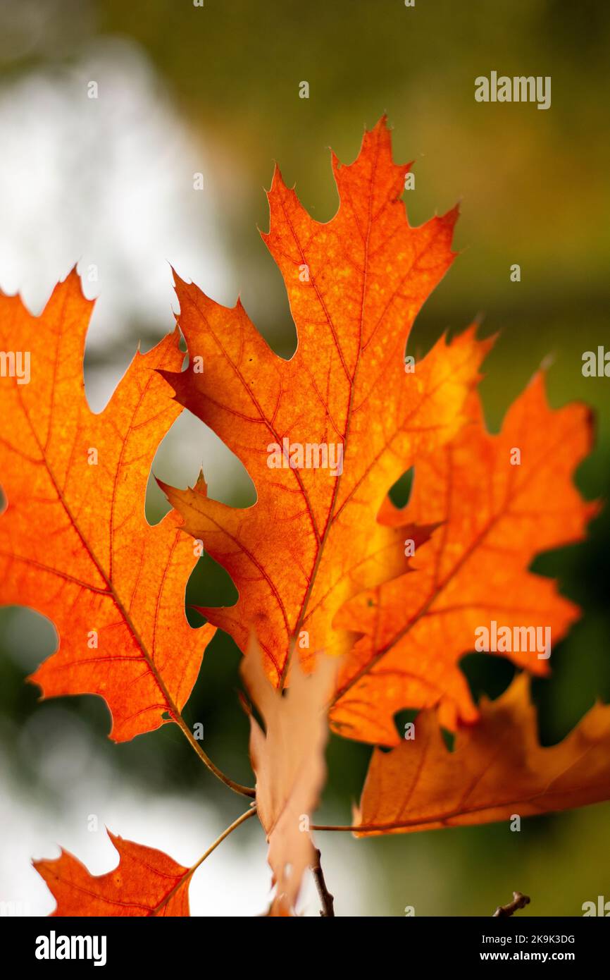 Red leaves of Northern red oak (Quercus rubra) in the autumn. Red oak ...