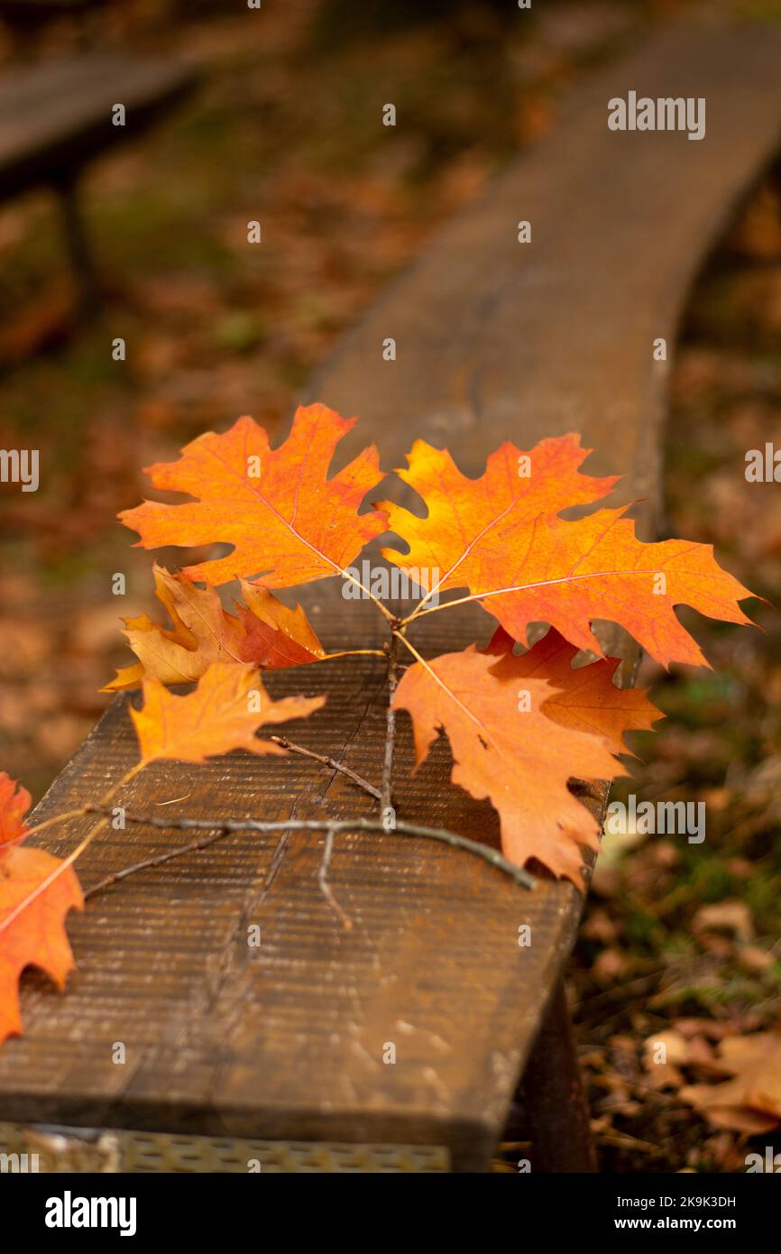 Red leaves of Northern red oak (Quercus rubra) in the autumn. Red oak ...