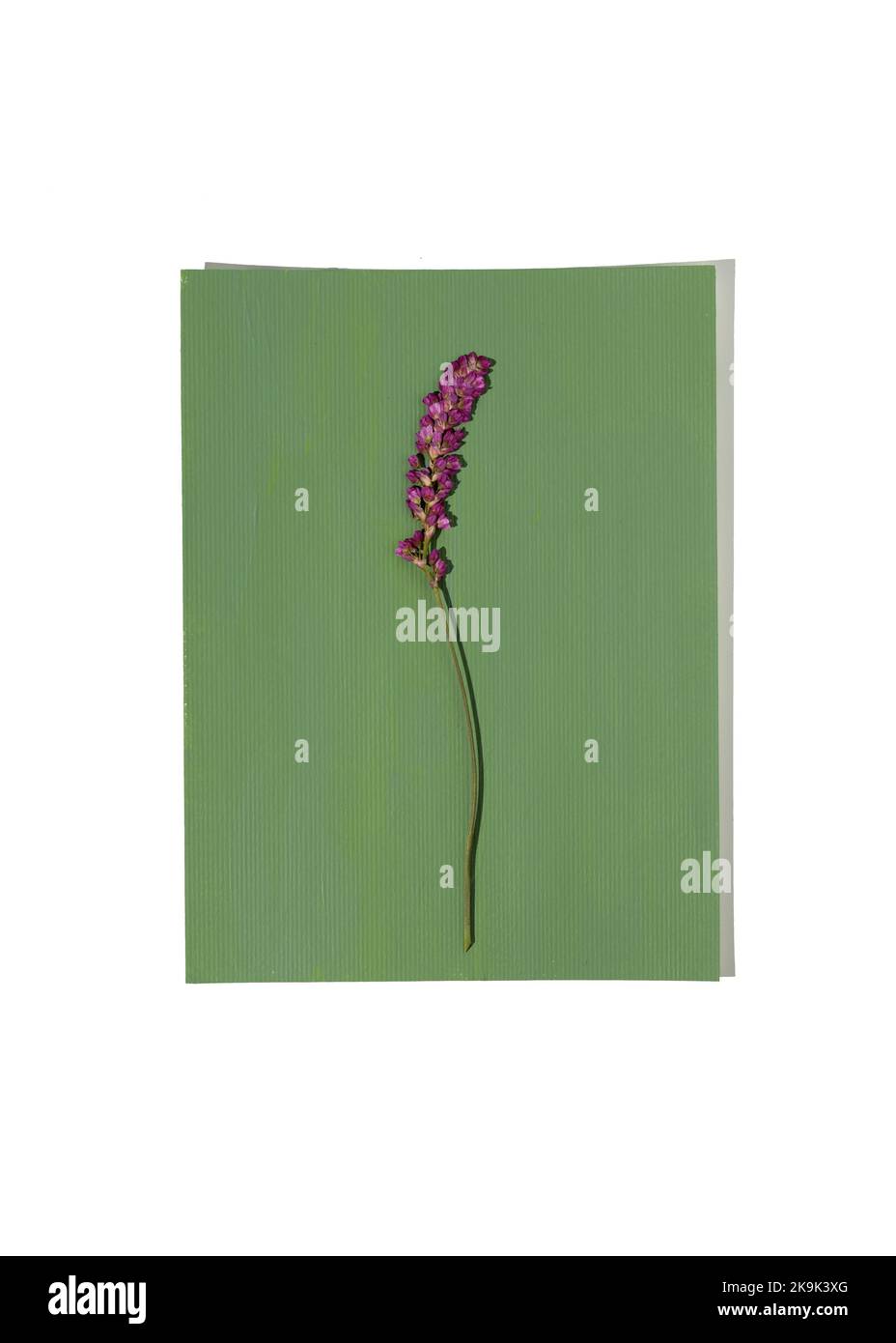 Single dried pressed flowers on blue green background. Dried wildflower ...