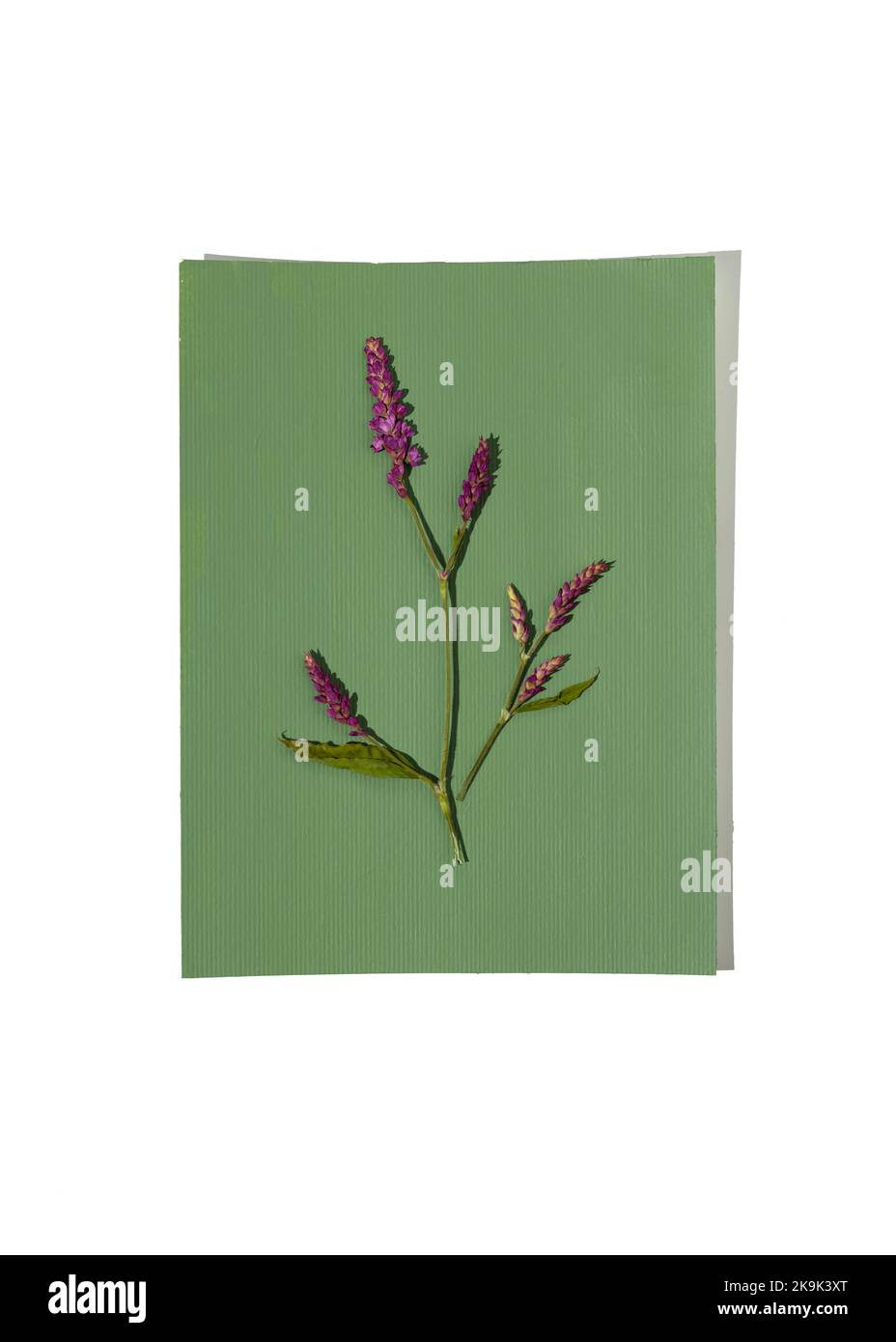 Single dried pressed flowers on blue green background. Dried wildflower ...