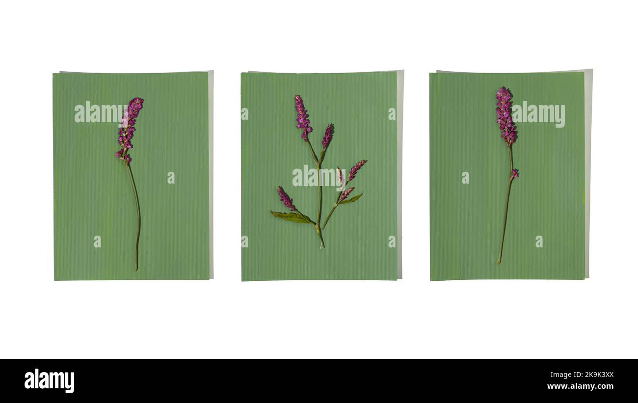 Single dried pressed flowers on blue green background. Dried wildflower ...